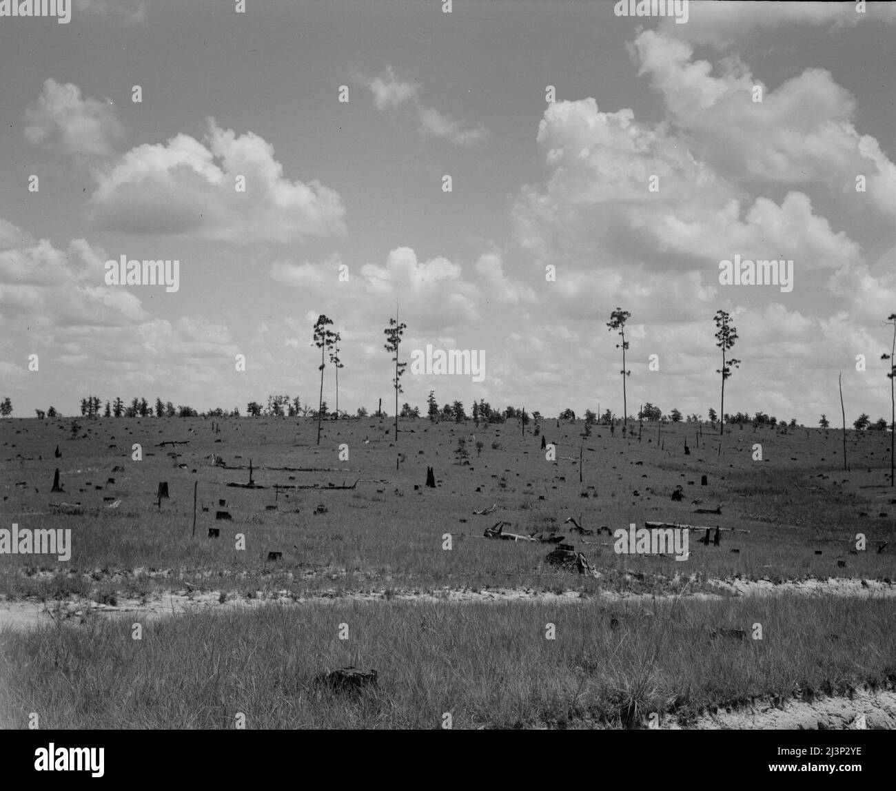 Cut-over long leaf yellow pine forest. Mississippi Stock Photo - Alamy