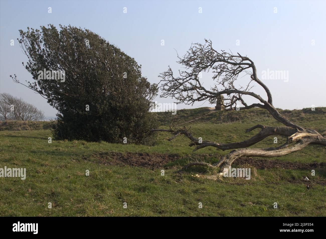 fallen tree in devils Dyke Stock Photo - Alamy