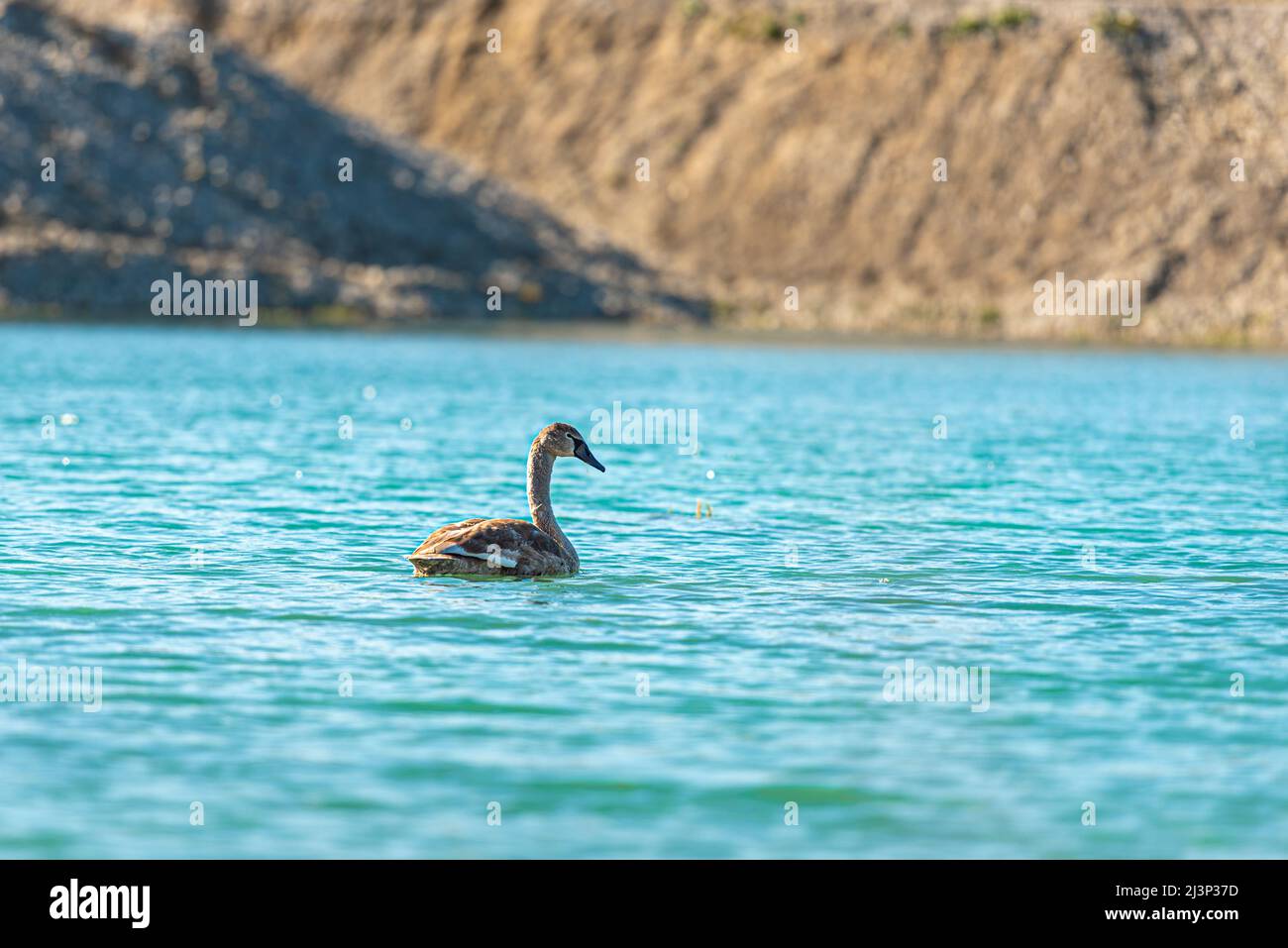 Young swan swims alone in the clear water of a gravel pit Stock Photo ...