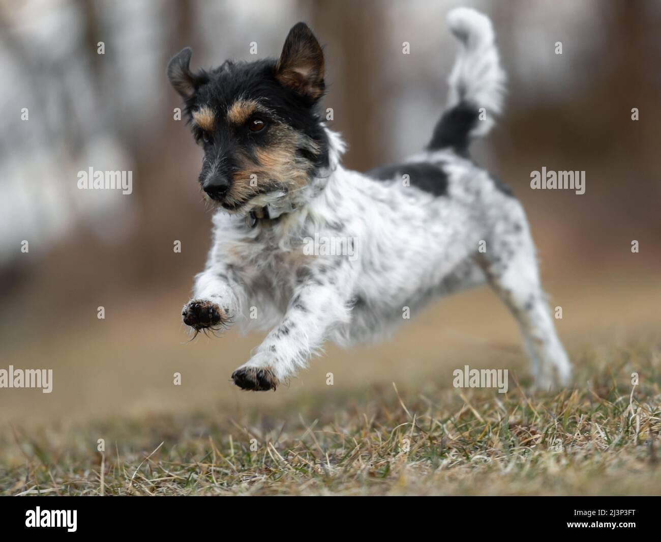 Are Jack Russell Terriers Fast