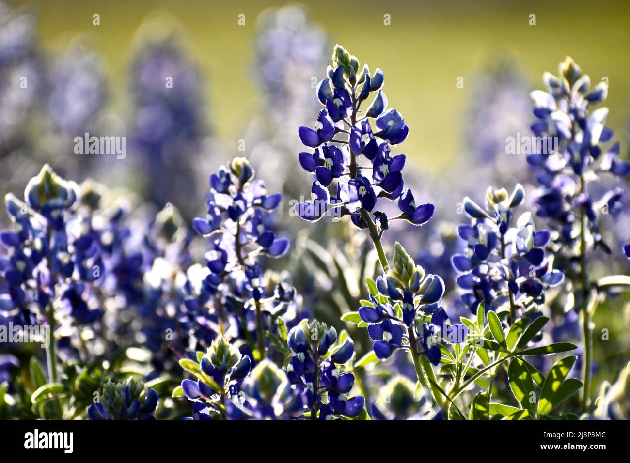 full frame of backlit bluebonnets in central Texas Stock Photo - Alamy
