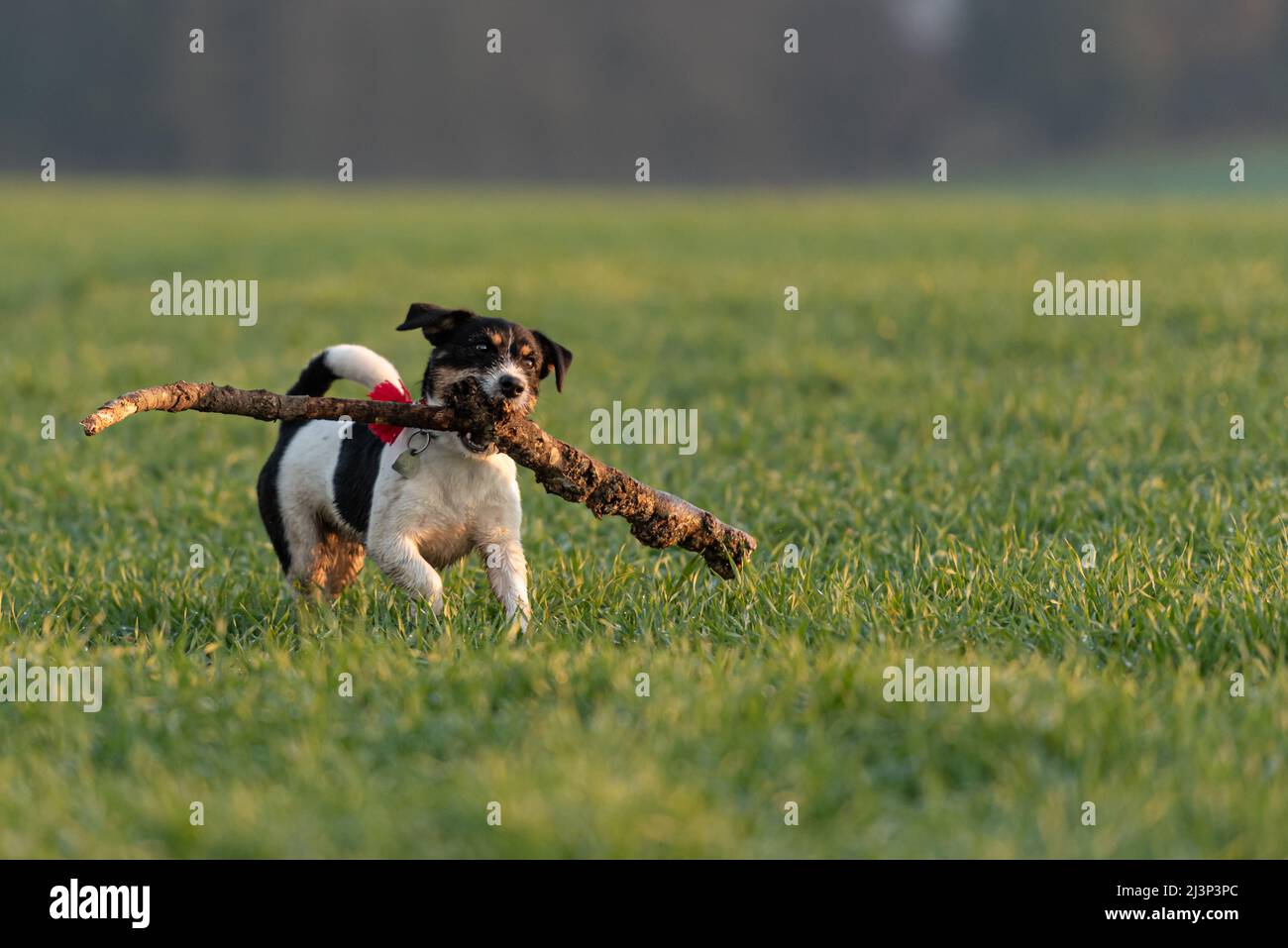 What Size Is A Jack Russell Terrier