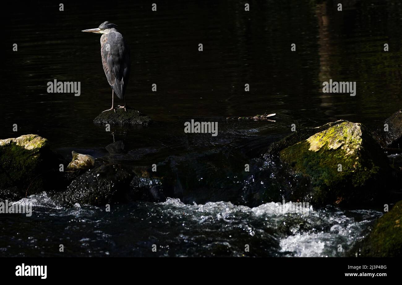 River tolka hi-res stock photography and images - Alamy
