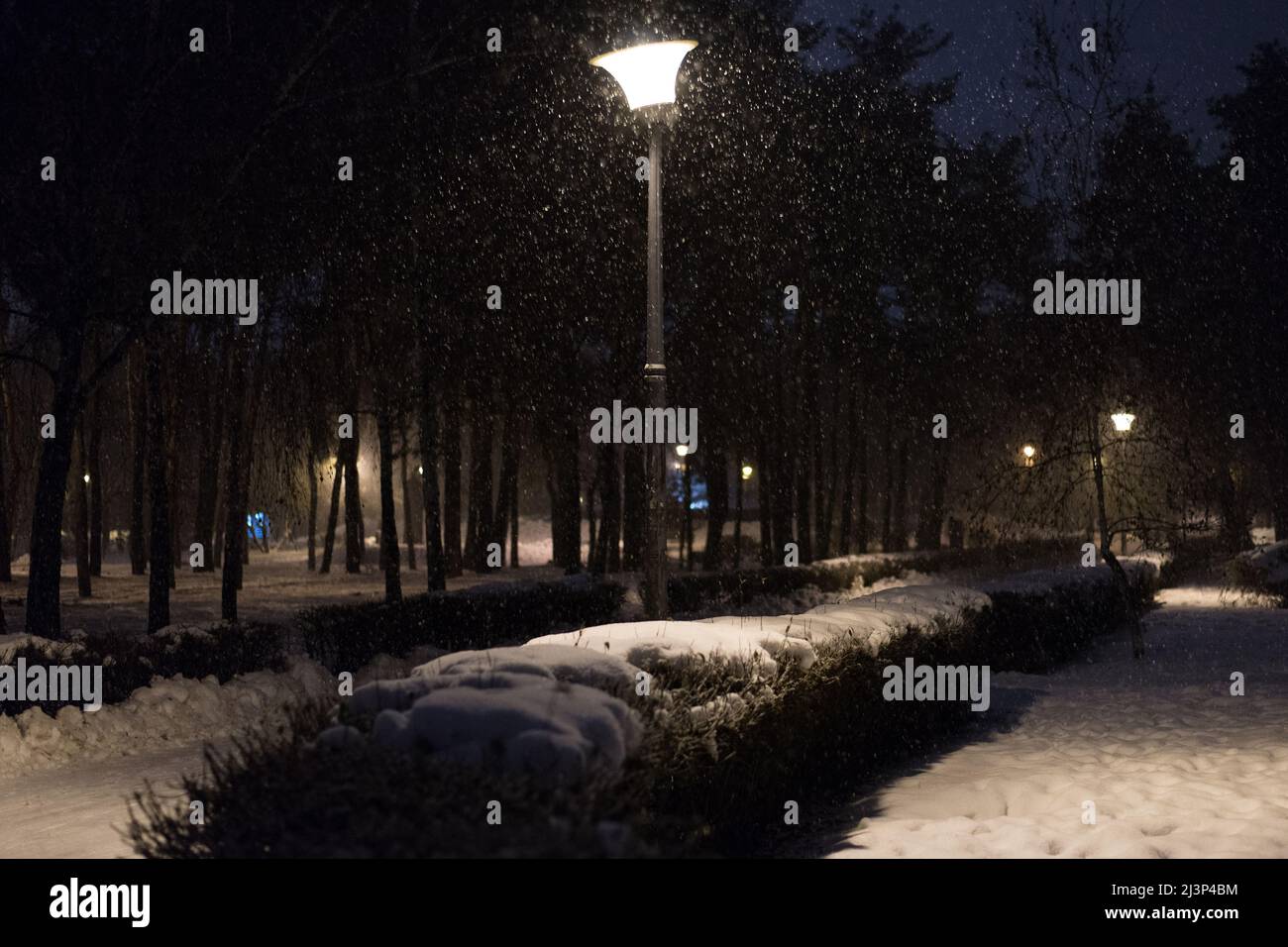 Park alley with falling snow at night Stock Photo - Alamy