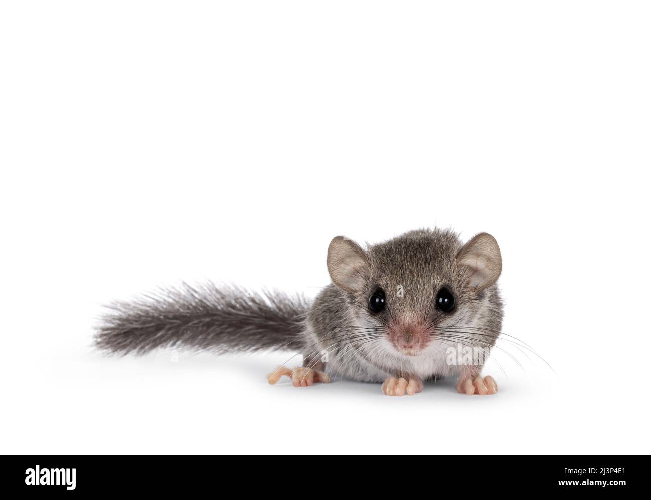 African Pygmy Dormouse