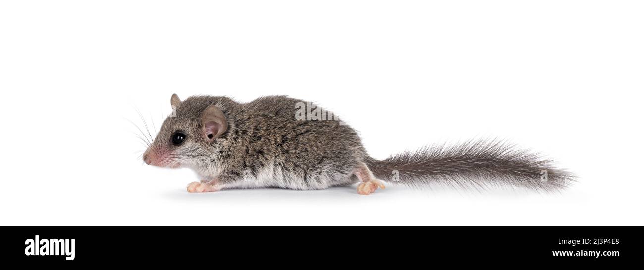 African Pygmy Dormouse