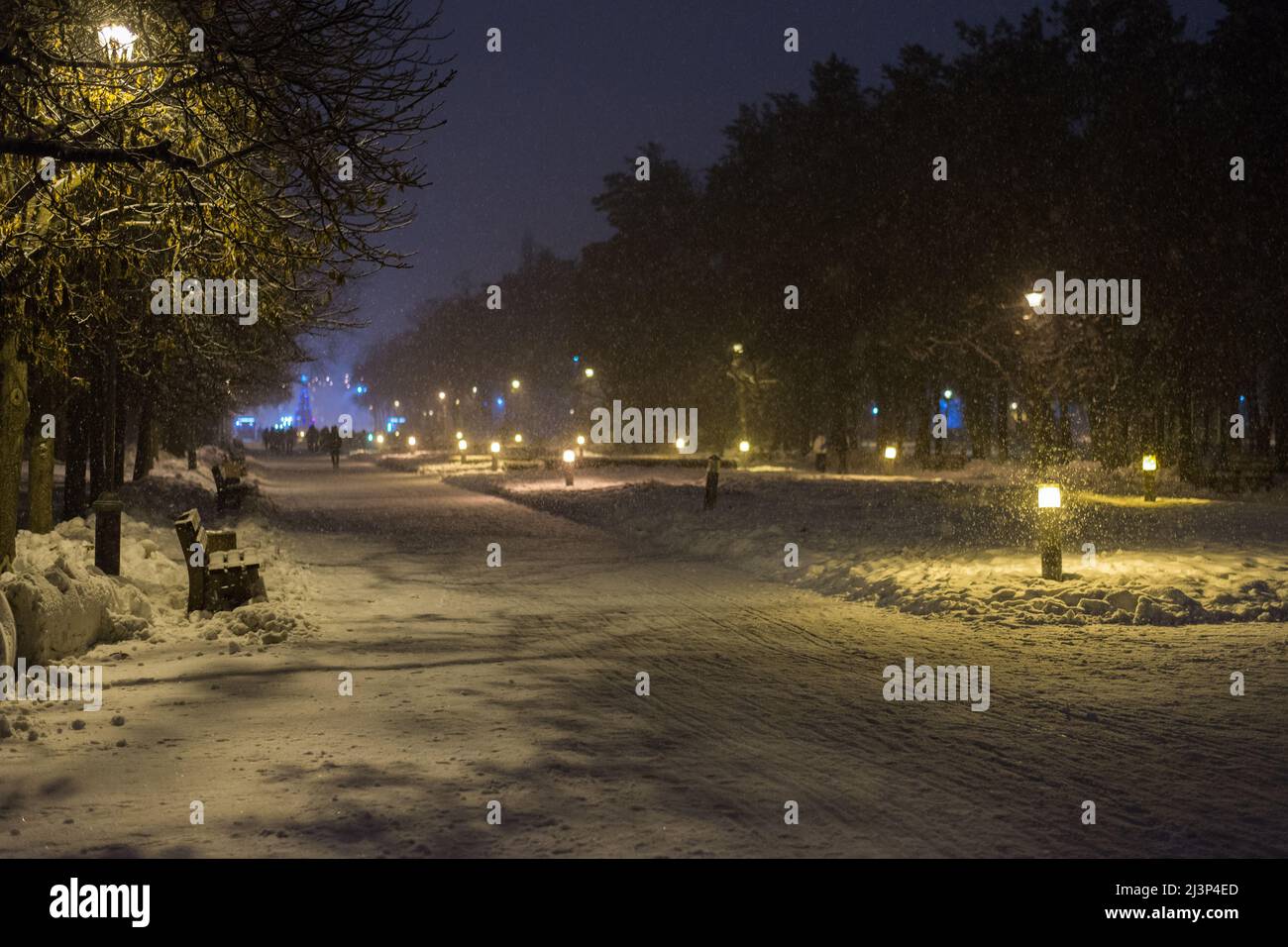Park alley with falling snow at night Stock Photo - Alamy