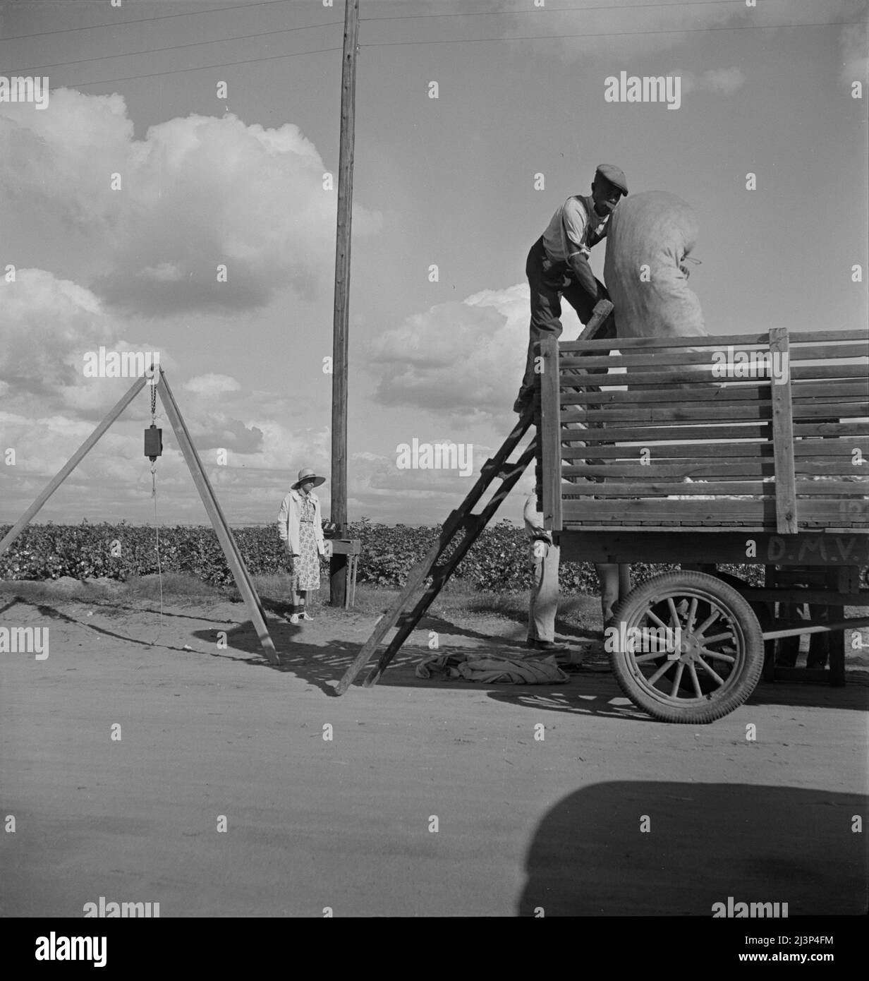 Loading cotton after weighing. San Joaquin Valley, California Stock ...