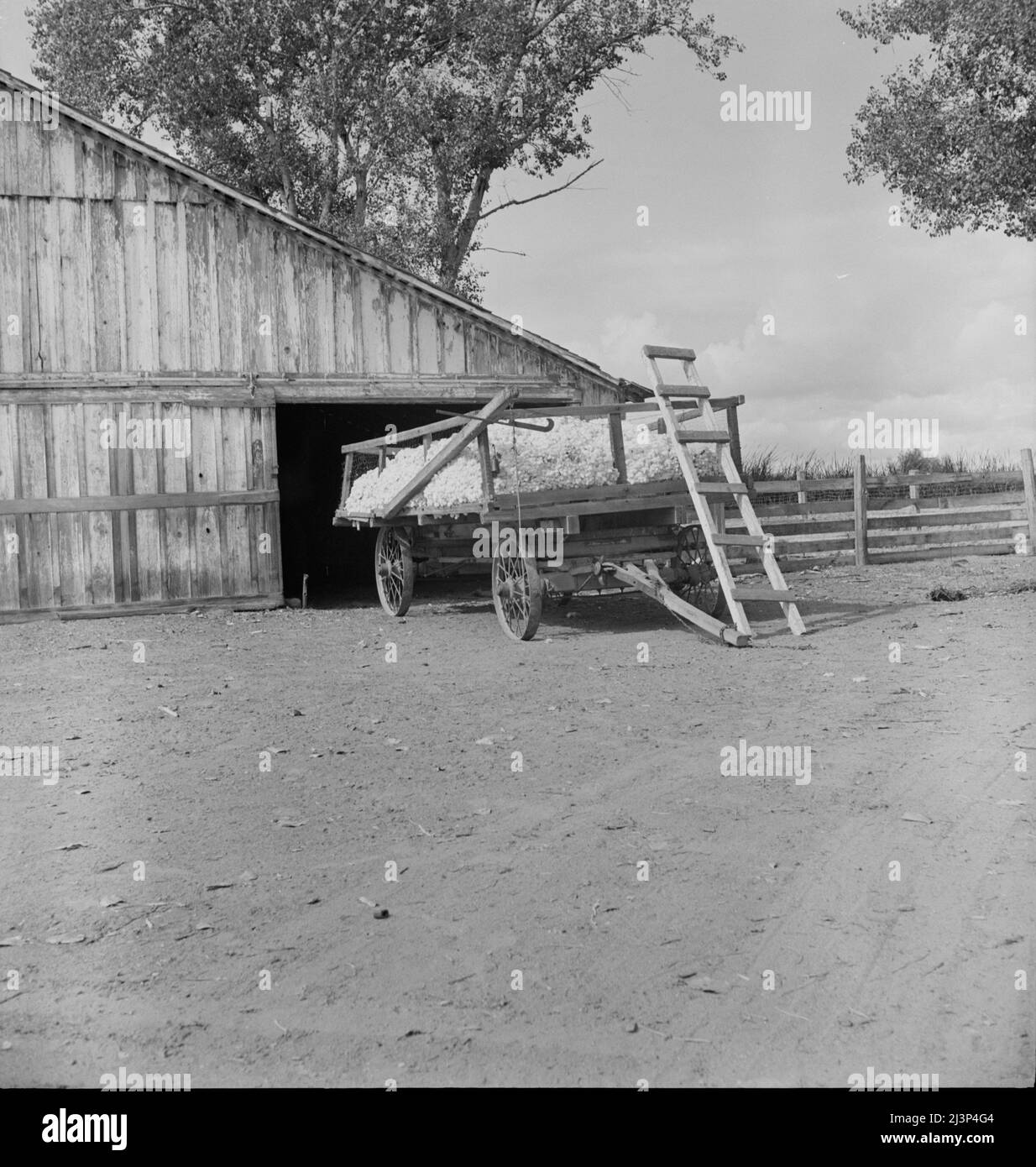 Yard barn and cotton wagon on small California cotton farm. Kern County ...