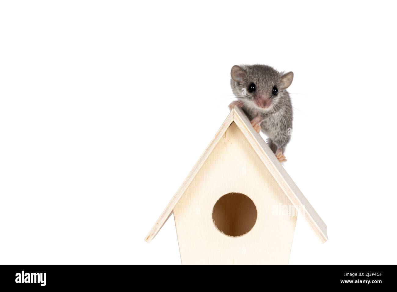 African pygmy dormouse hi-res stock photography and images - Alamy