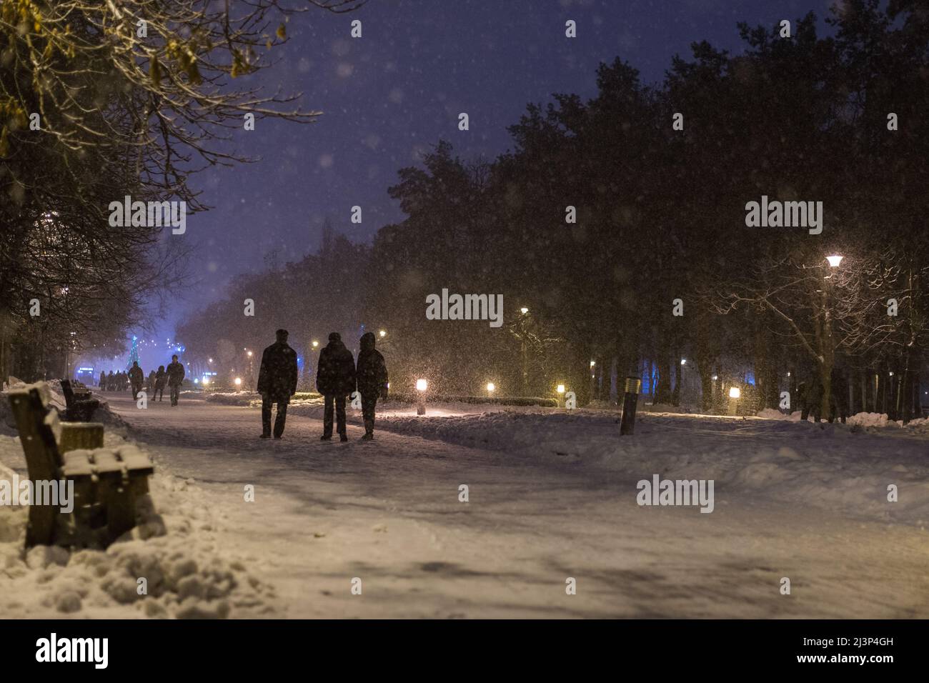 Park alley with falling snow at night Stock Photo - Alamy