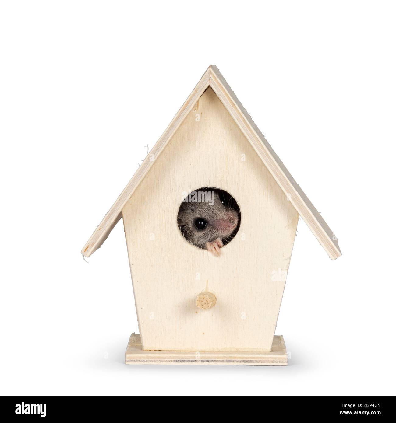 Cute tiny African dormouse aka Graphiurus murinus, sitting in little ...