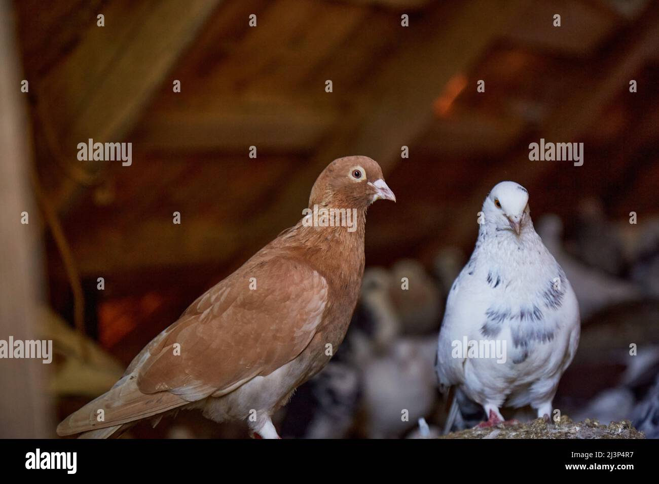 Breeding purebred pigeons at private yard. Warm house for birds. Hobby ...