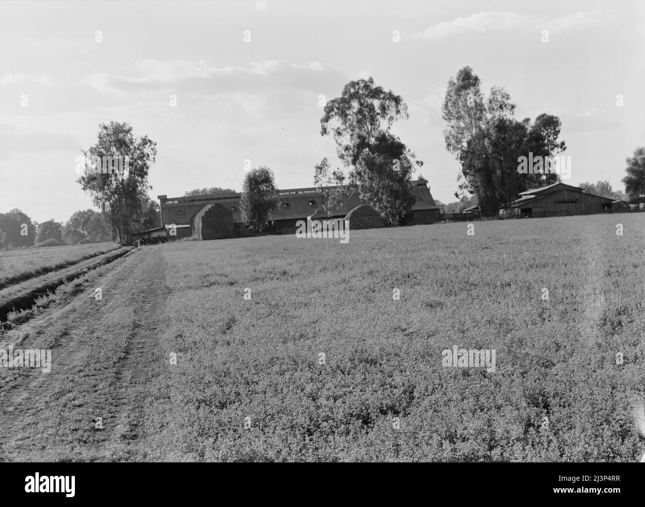 Barns of the old Mineral King Ranch seen across alfalfa field. New ...