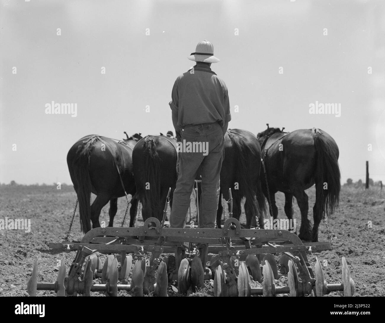 Disc used in corn fields in California. It is drawn by seven horses ...