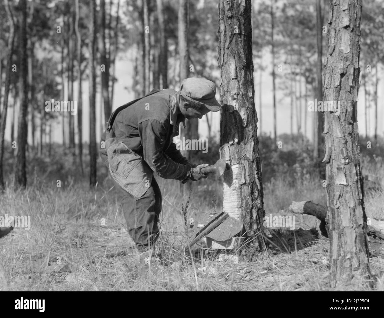 Turpentine axe hi-res stock photography and images - Alamy