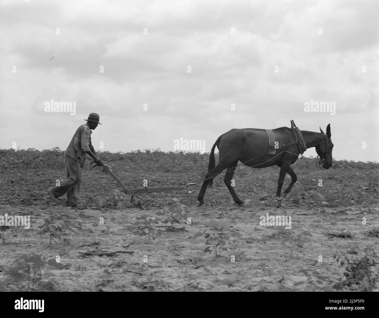 A mule plow Black and White Stock Photos & Images - Alamy