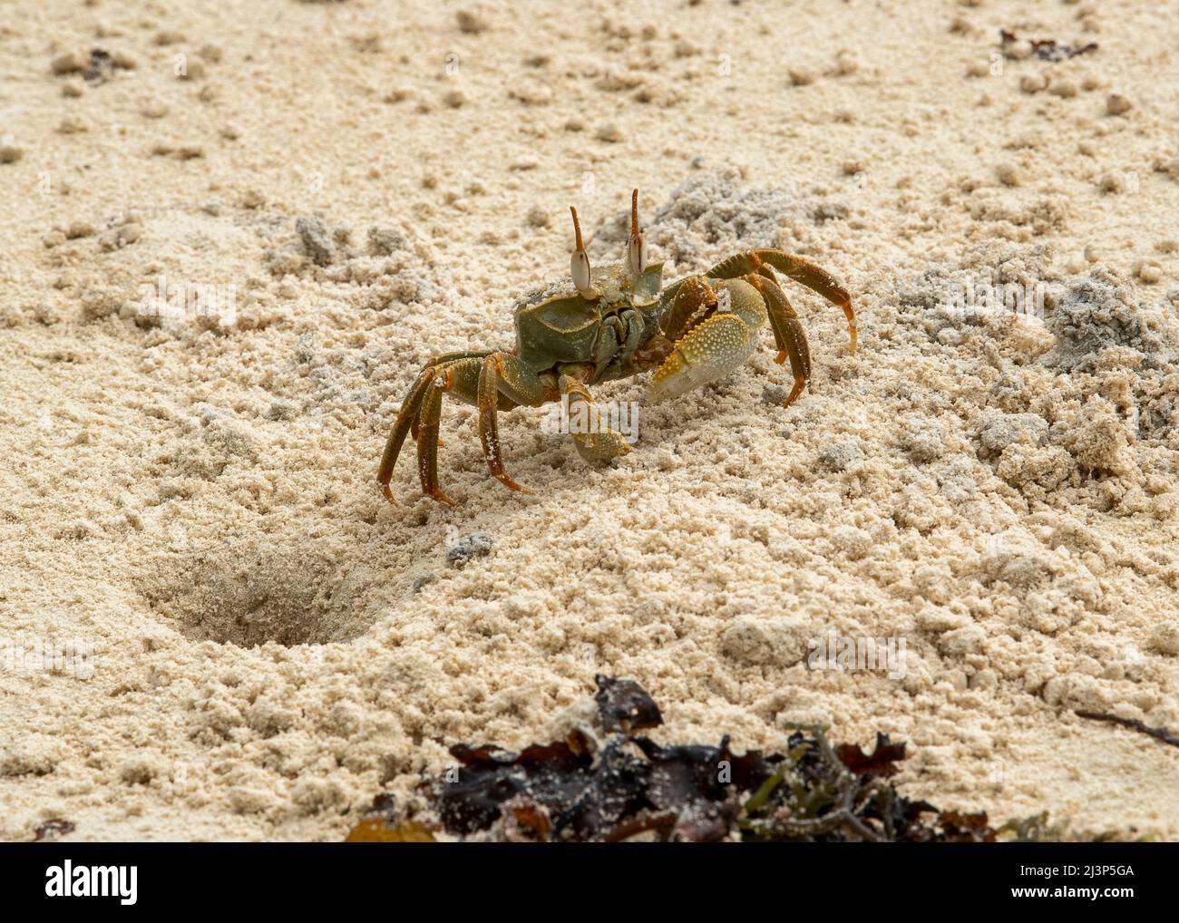 Horn eyed ghost crabs hi-res stock photography and images - Alamy