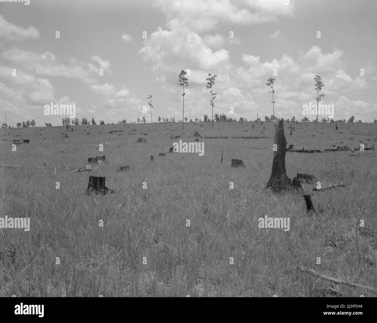 Usa deforestation Black and White Stock Photos & Images - Alamy