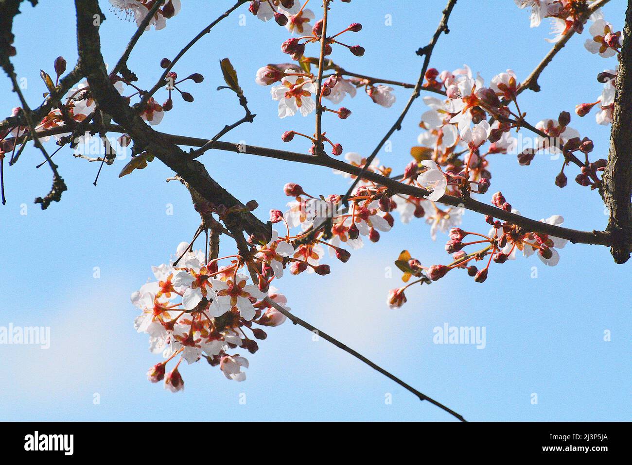Branches of flowering plum tree hi-res stock photography and images - Alamy