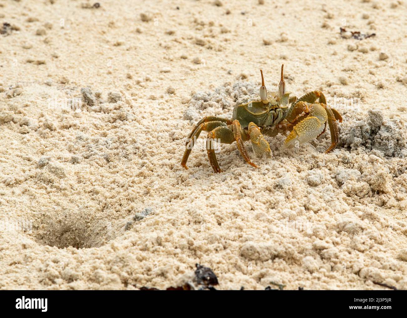 Four eyed turtle hi-res stock photography and images - Alamy