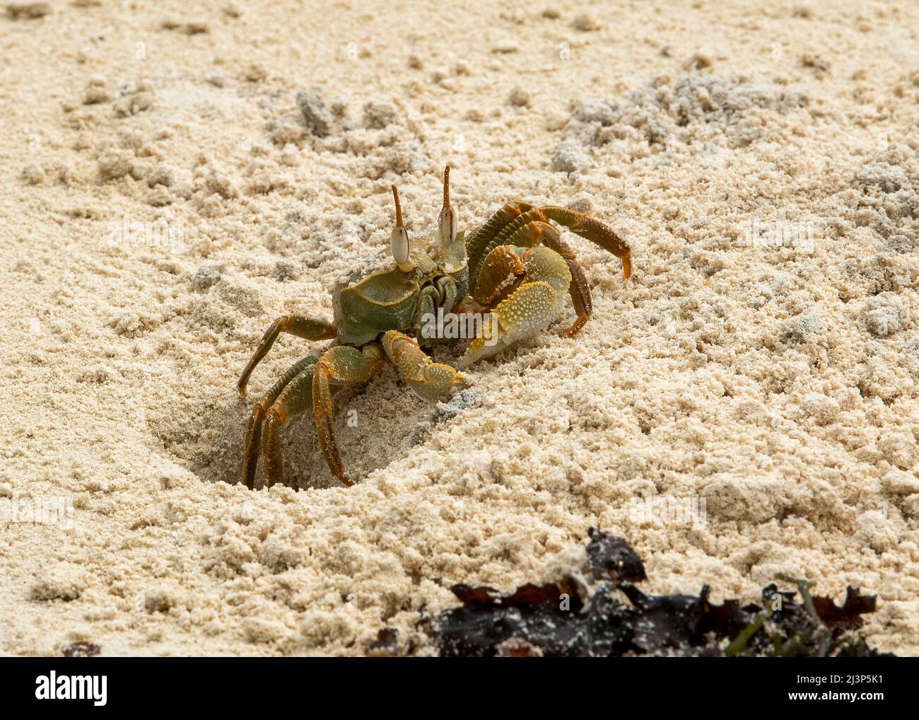 Horned ghost crabs hi-res stock photography and images - Alamy