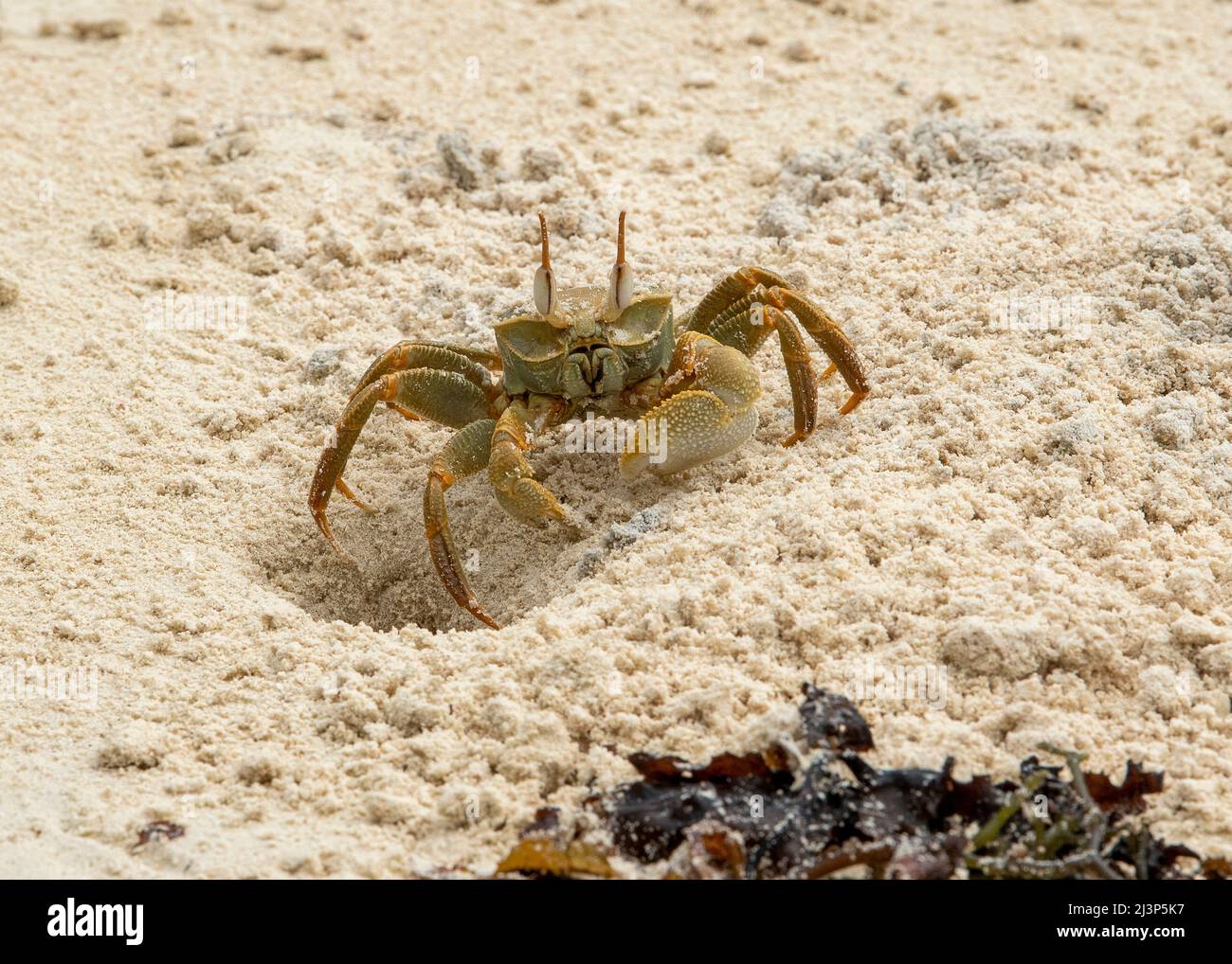 Horn eyed ghost crabs hi-res stock photography and images - Alamy