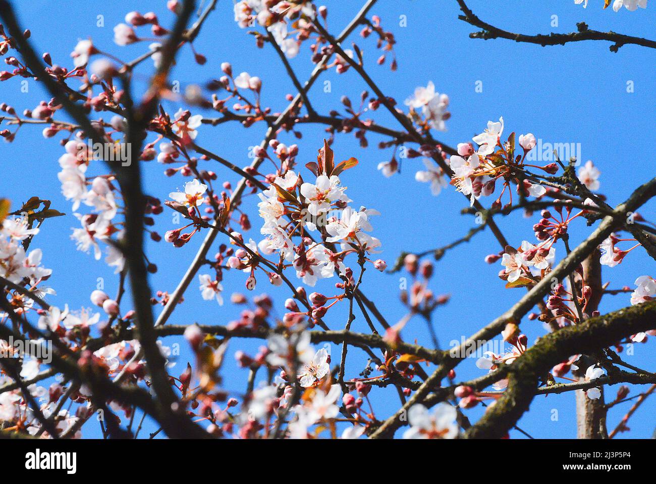 Branches of flowering plum tree hi-res stock photography and images - Alamy