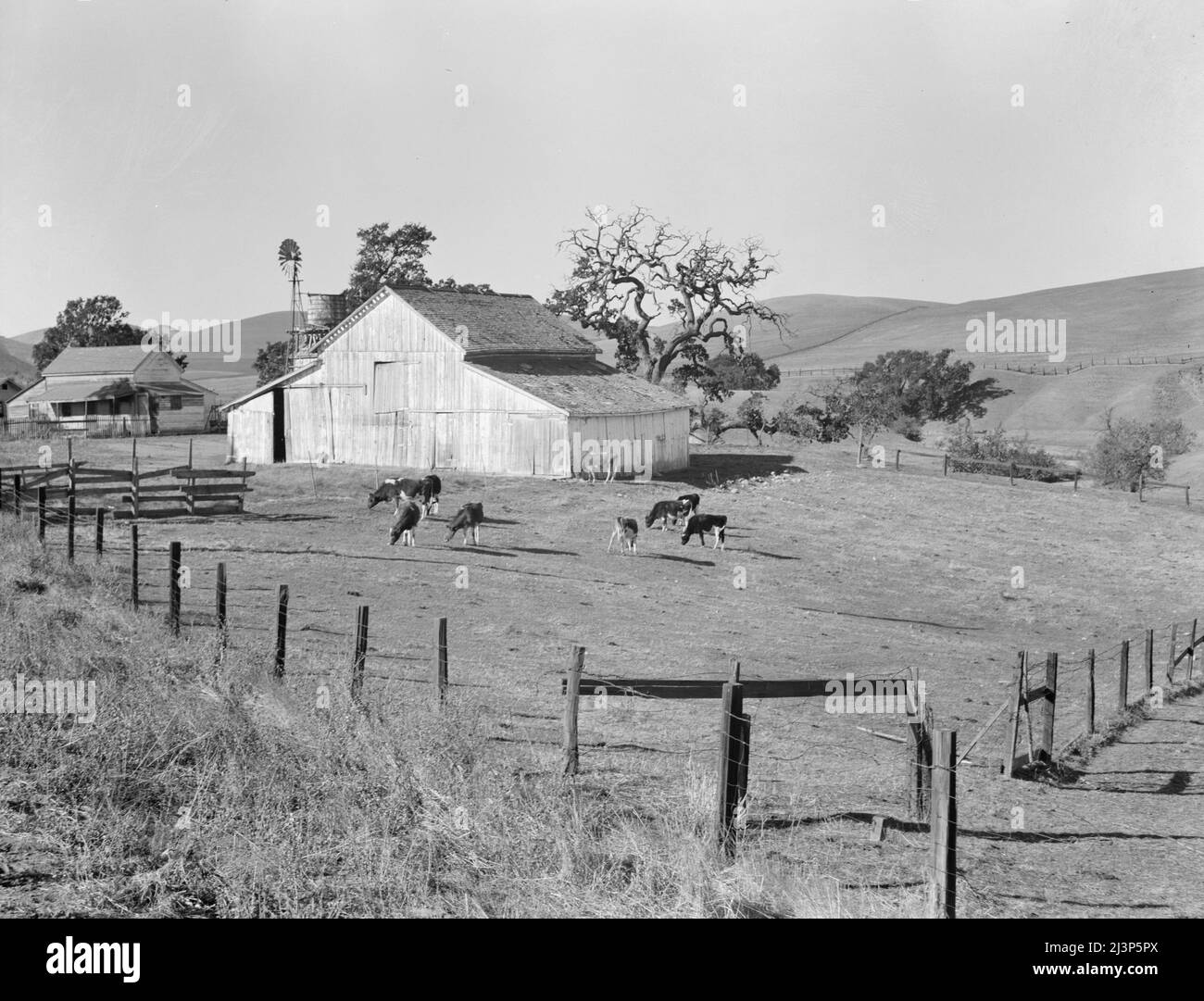 California farm animals Black and White Stock Photos & Images - Alamy
