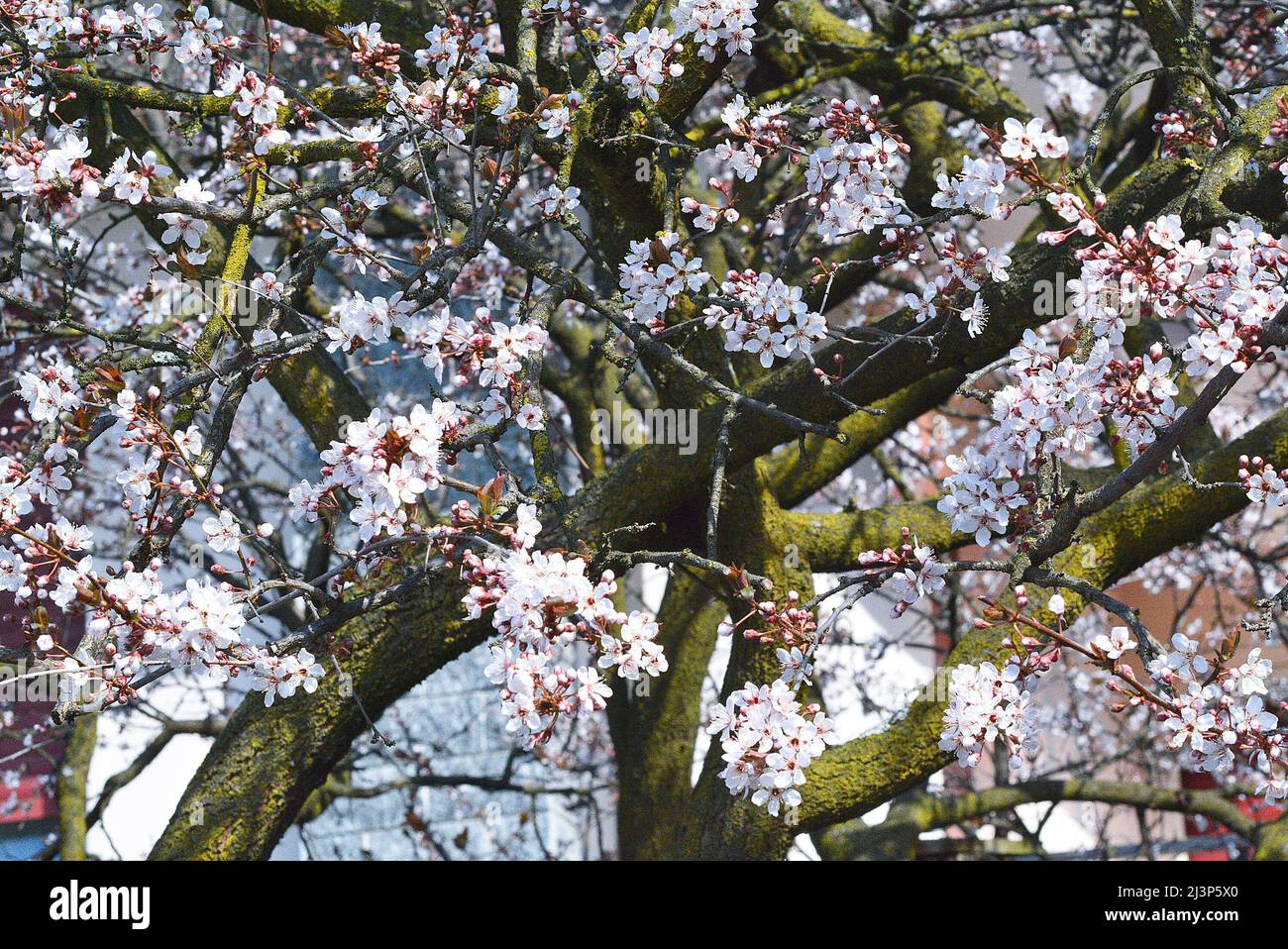 Branches of a plum tree blooming in spring Stock Photo - Alamy