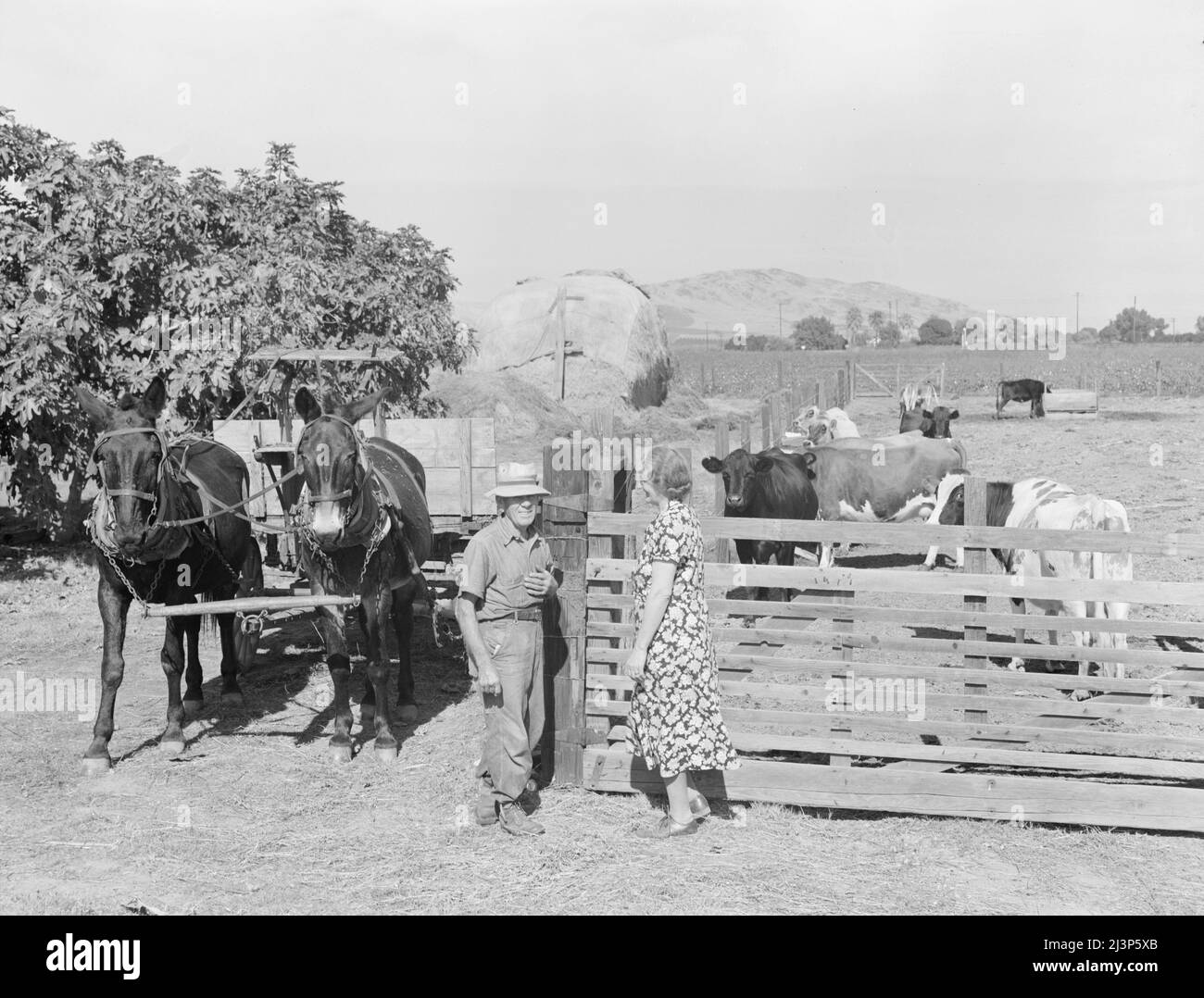 Forty acres and a mule hi-res stock photography and images - Alamy