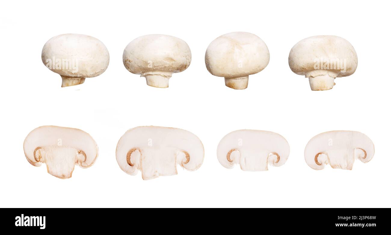 set of natural champignons isolated on white background. High quality ...