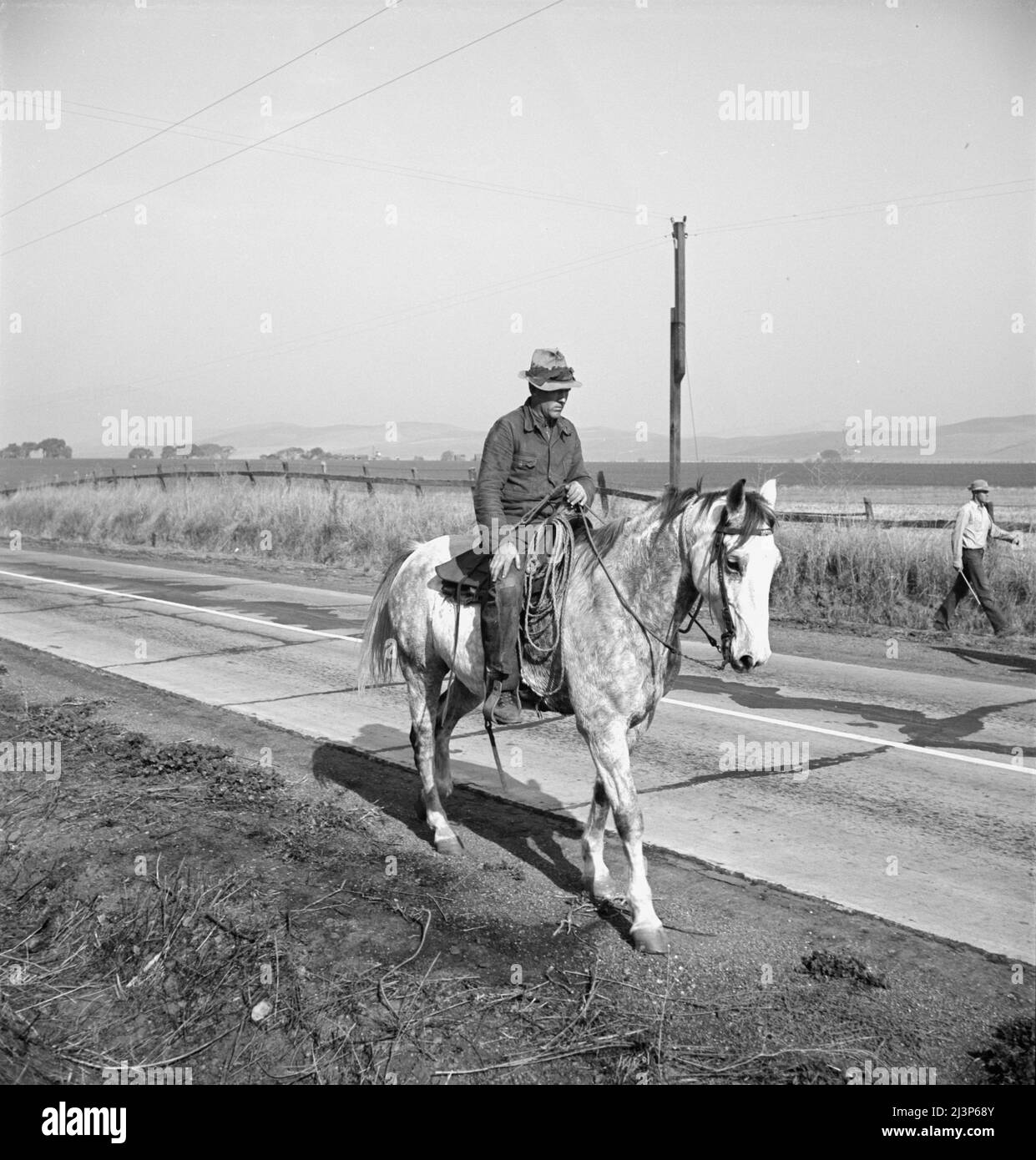 Cowboy bringing cattle in from range. Common sight on California ...