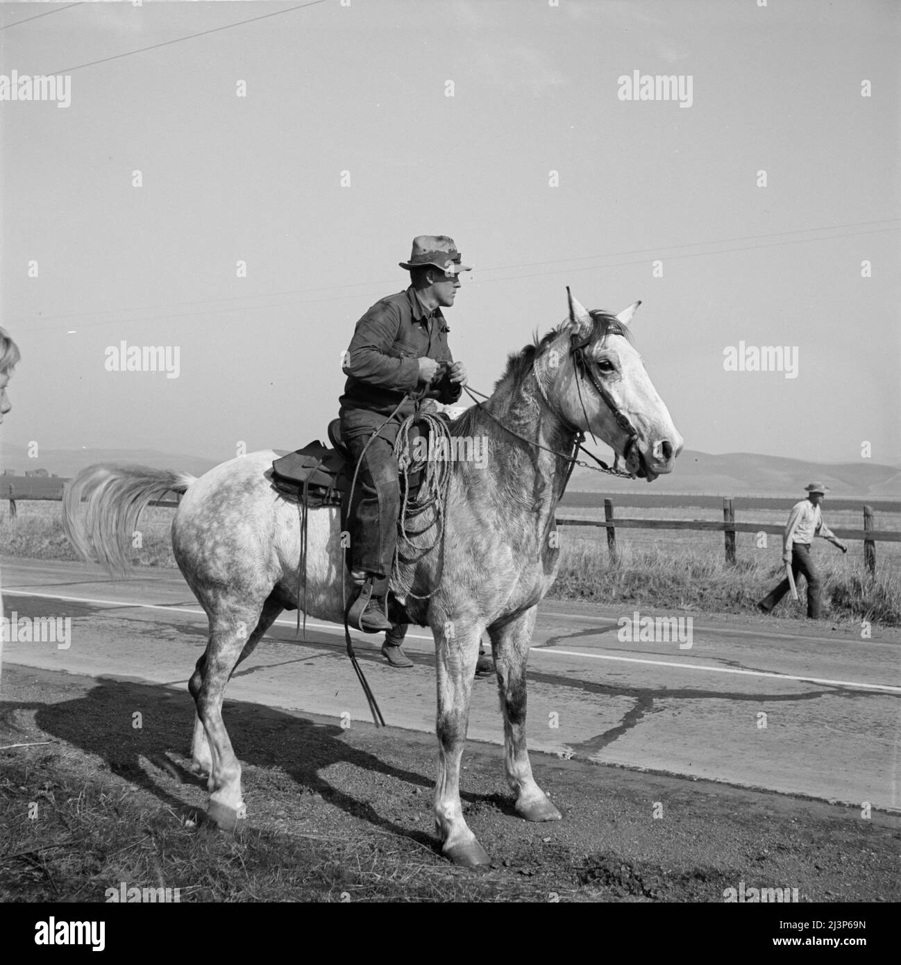 Cowboy bringing cattle in from range. Common sight on California ...