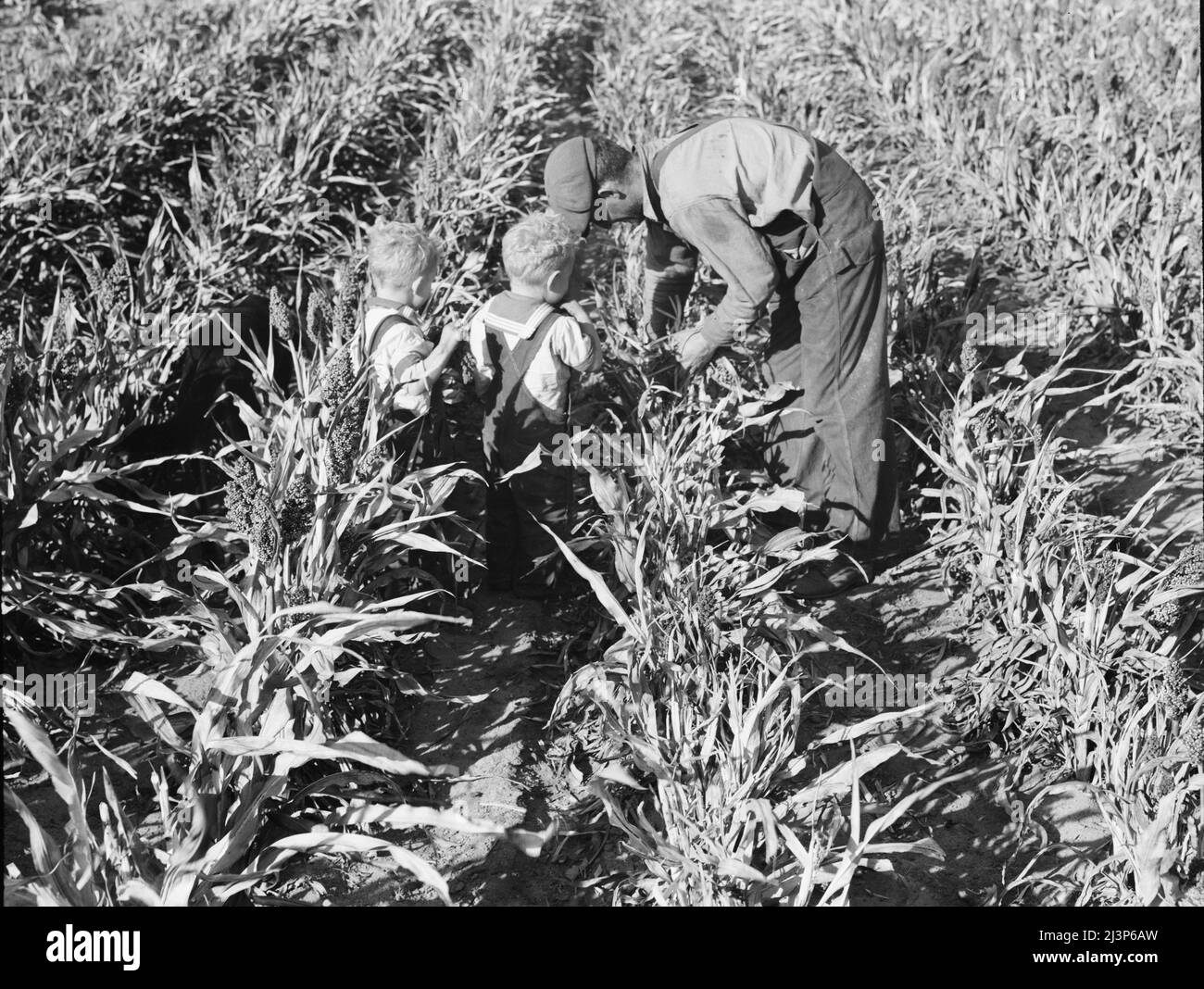 Milo field crops hi-res stock photography and images - Alamy