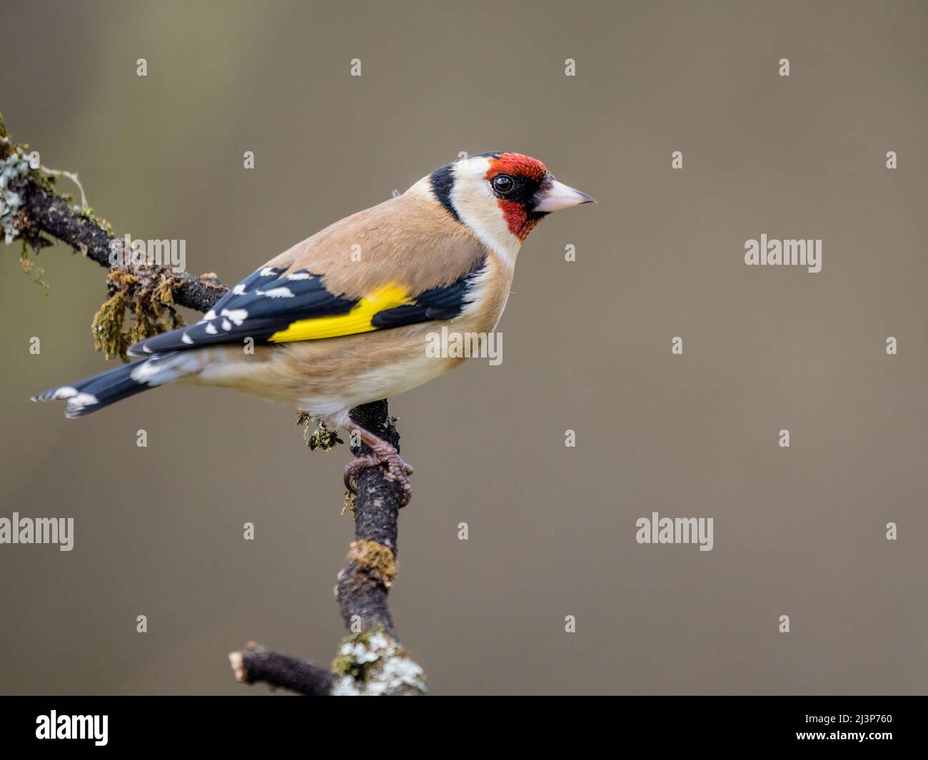 World finches hi-res stock photography and images - Alamy