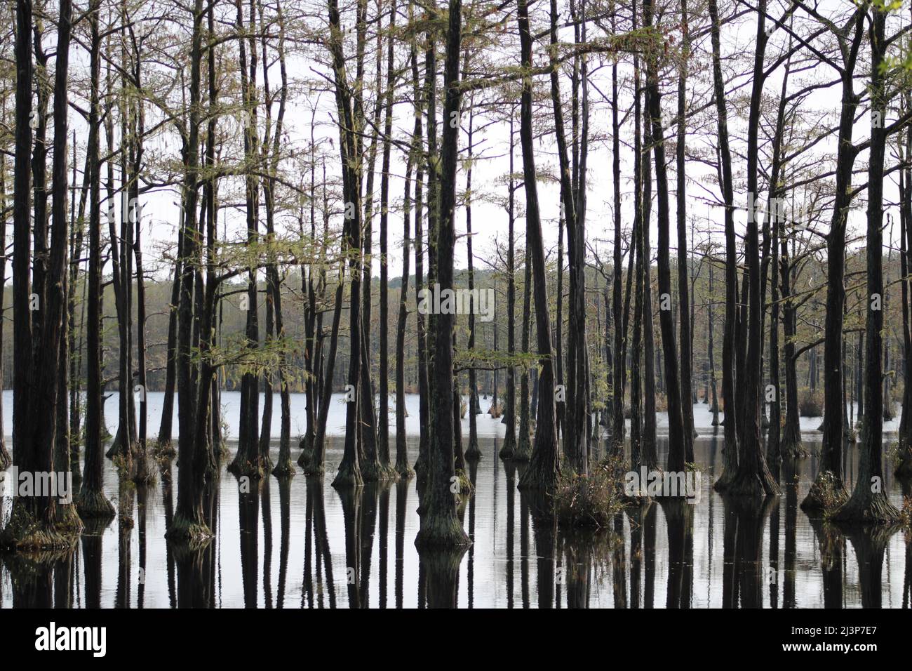 Bald Cypress trees with reflections growing in a state park lake in GA ...