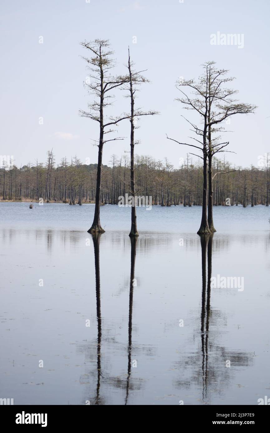 Cypress tree lake hi-res stock photography and images - Alamy