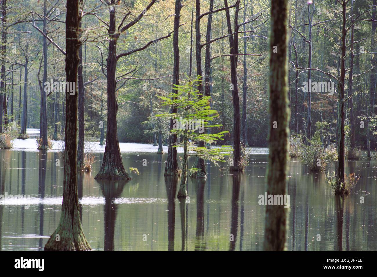 Cypress trees in a lake hi-res stock photography and images - Alamy