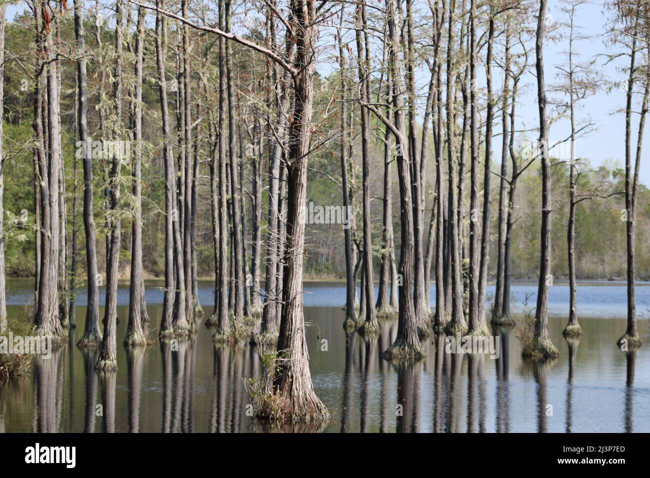 Bald Cypress trees with reflections growing in a state park lake in GA ...