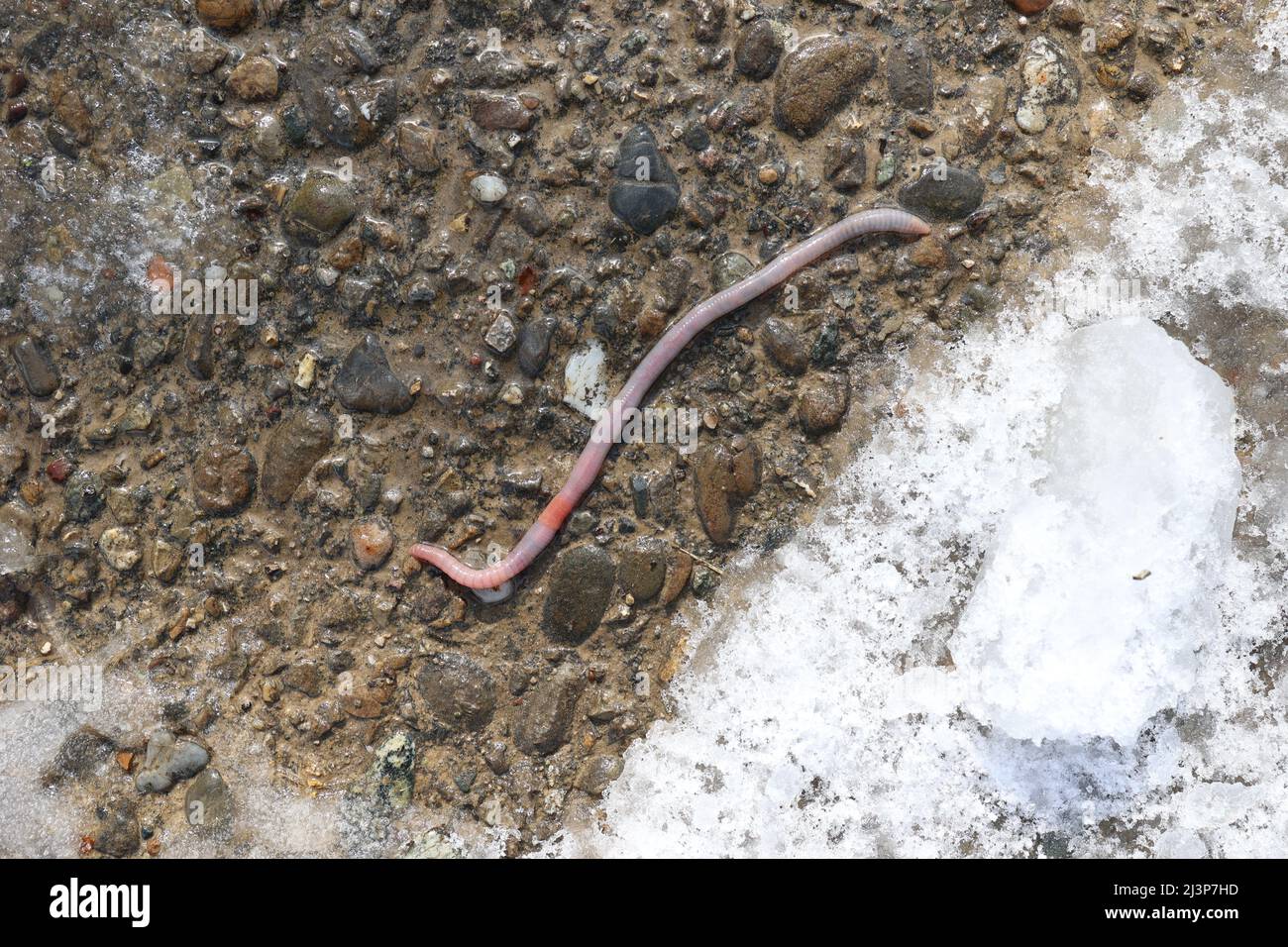 Earthworm after the rain crawled out on the asphalt Stock Photo - Alamy