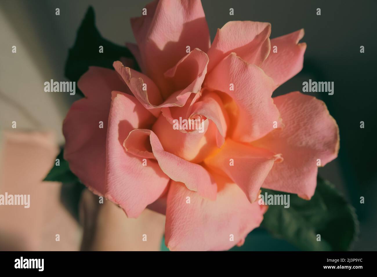 Beautiful bud hi-res stock photography and images - Alamy