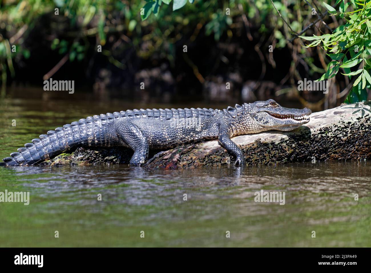 juvenile American alligator, resting on log, water, remnants of yellow ...