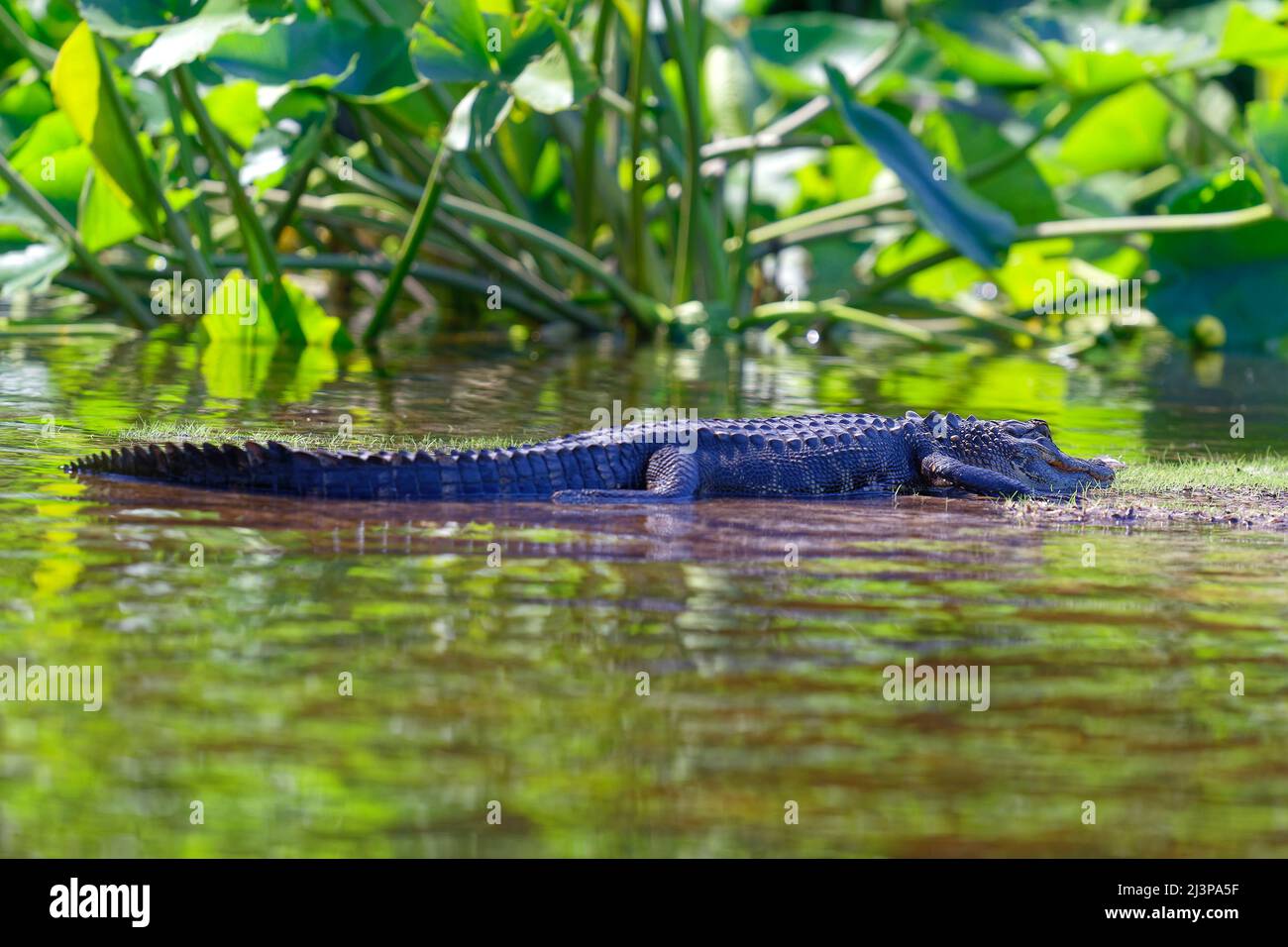 juvenile American alligator, resting at water's edge, remnants of ...