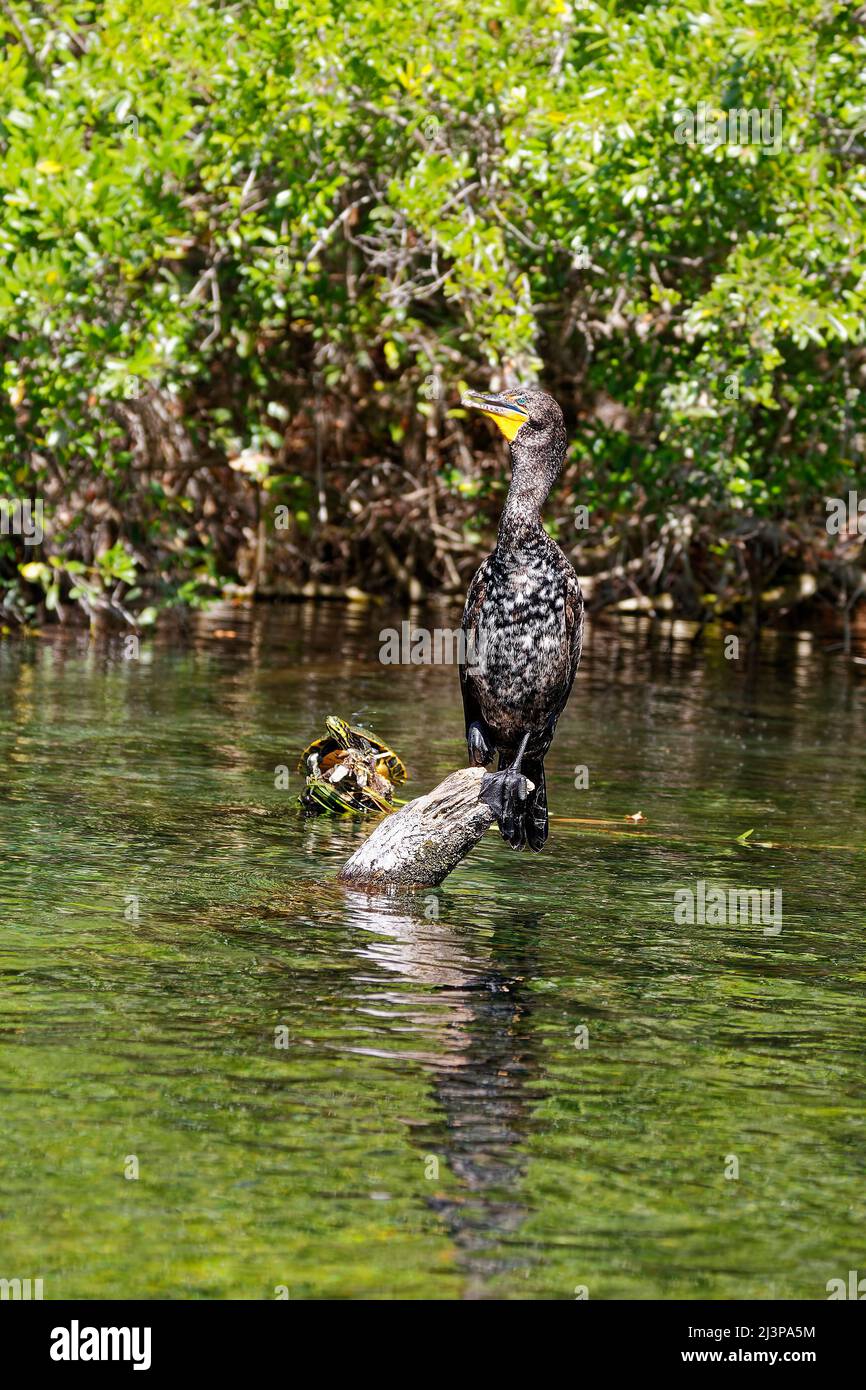 Rainbow springs hi-res stock photography and images - Alamy