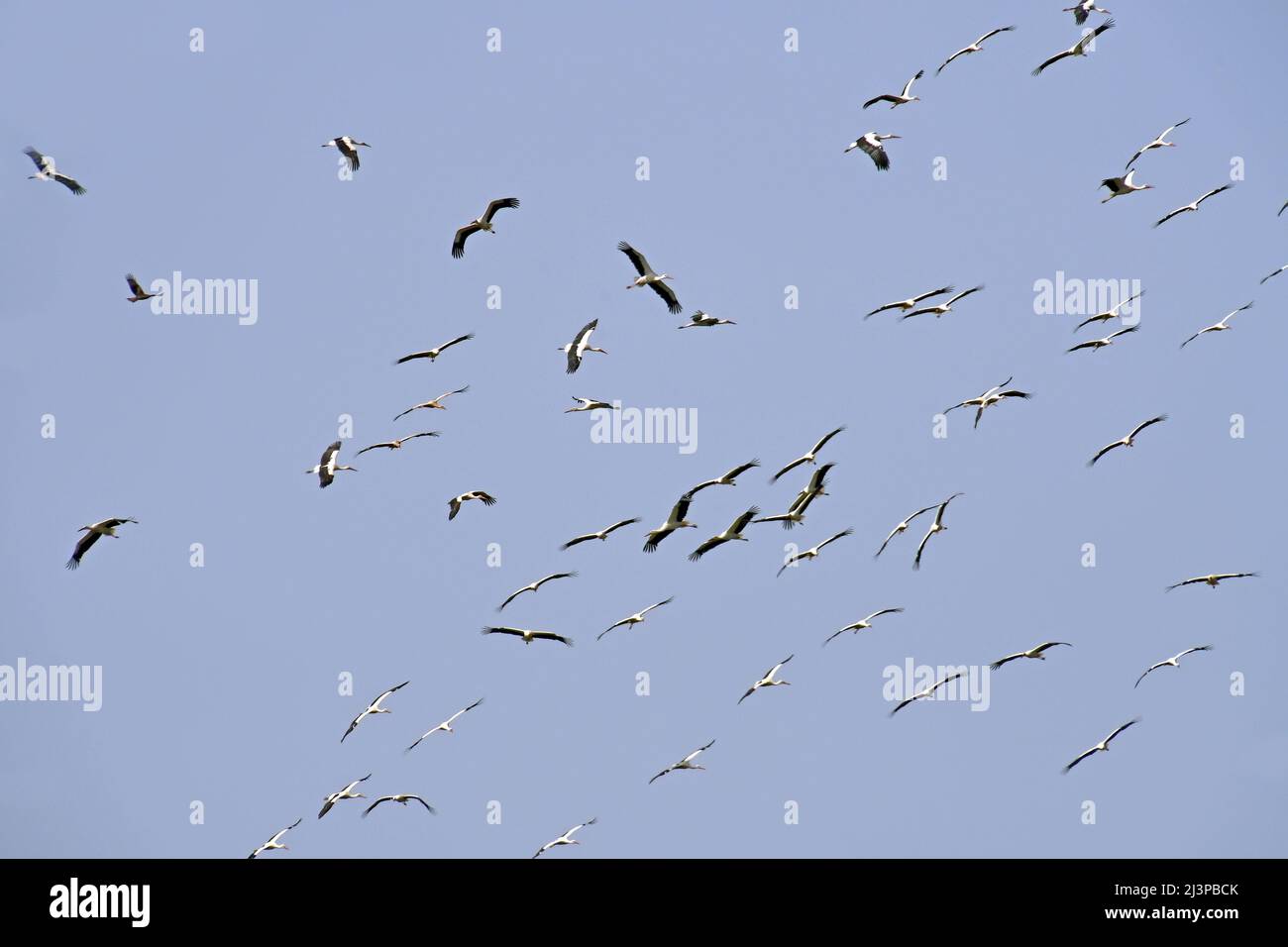 White stork migration hi-res stock photography and images - Alamy