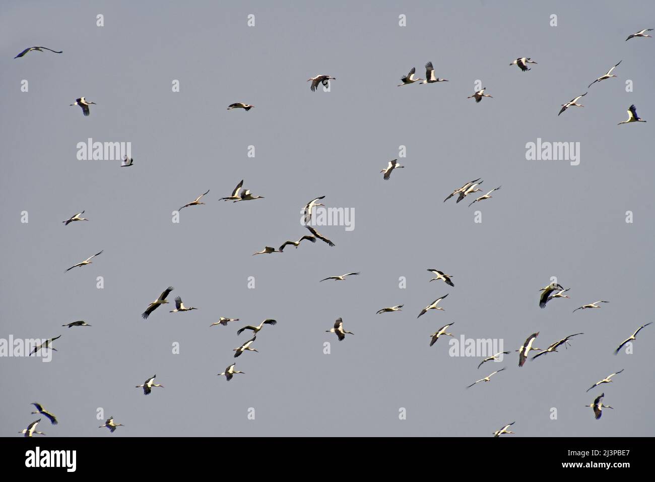 White stork flock during migration Stock Photo - Alamy