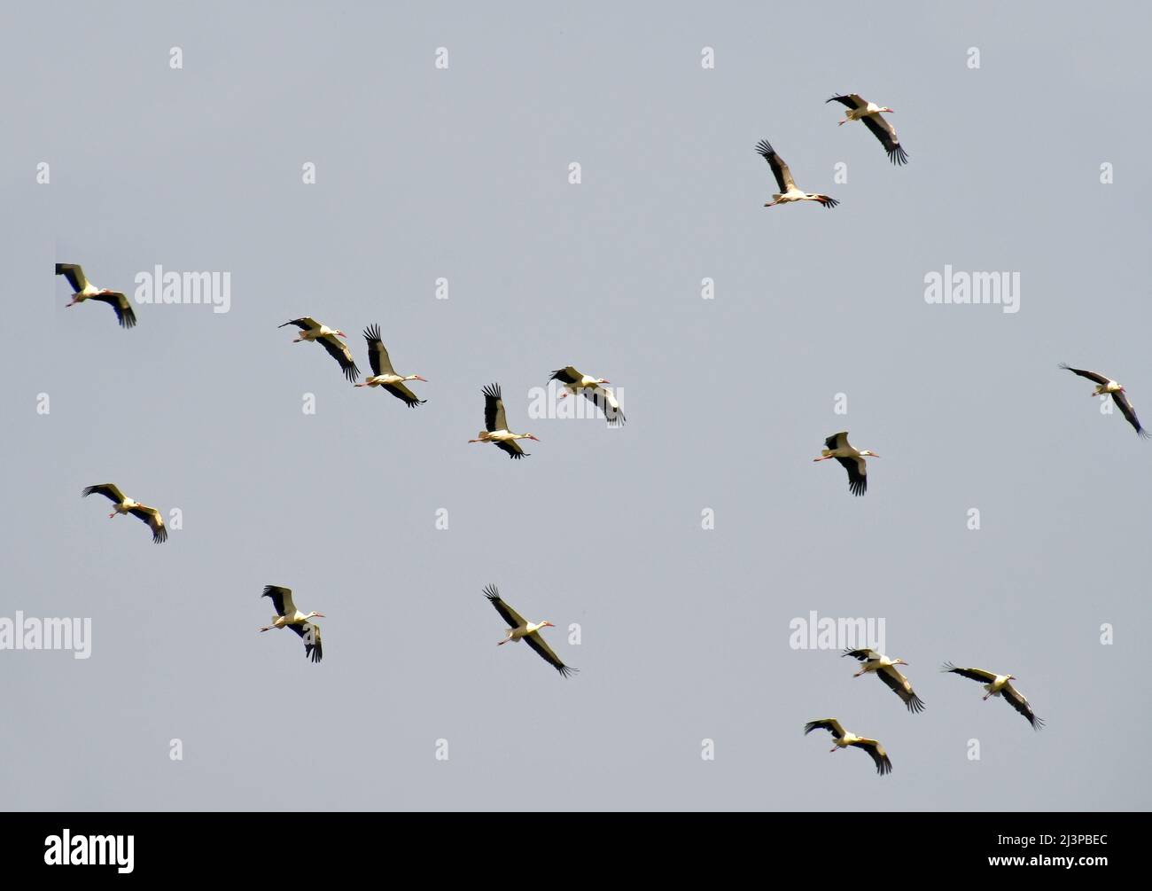 White stork flock during migration Stock Photo - Alamy