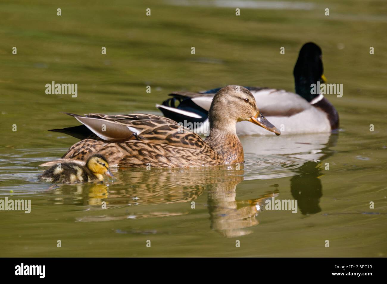 UK WEATHER. Barn Hill Pond, Wembley Park, UK. 9th April 2022. Mallard ...
