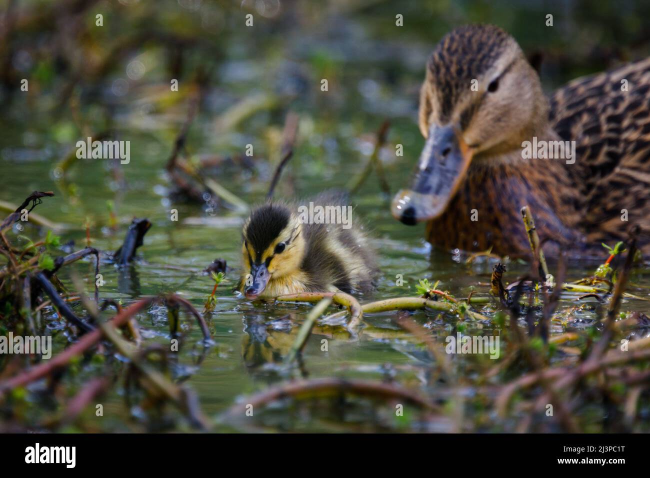UK WEATHER. Barn Hill Pond, Wembley Park, UK. 9th April 2022. Mallard ...